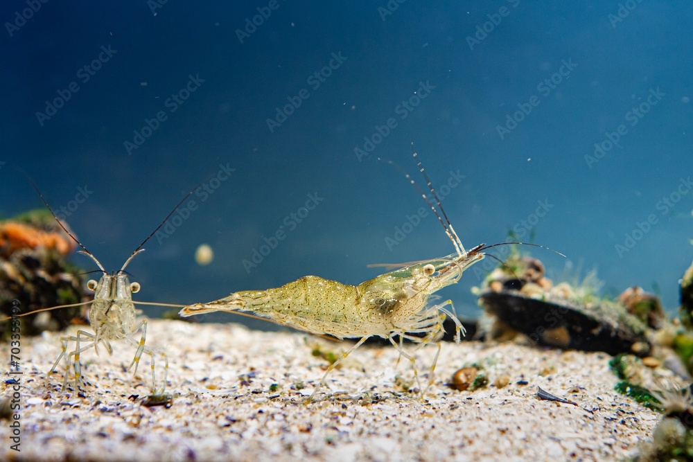 rockpool shrimp, invasive transparent saltwater decapod crustacean ...