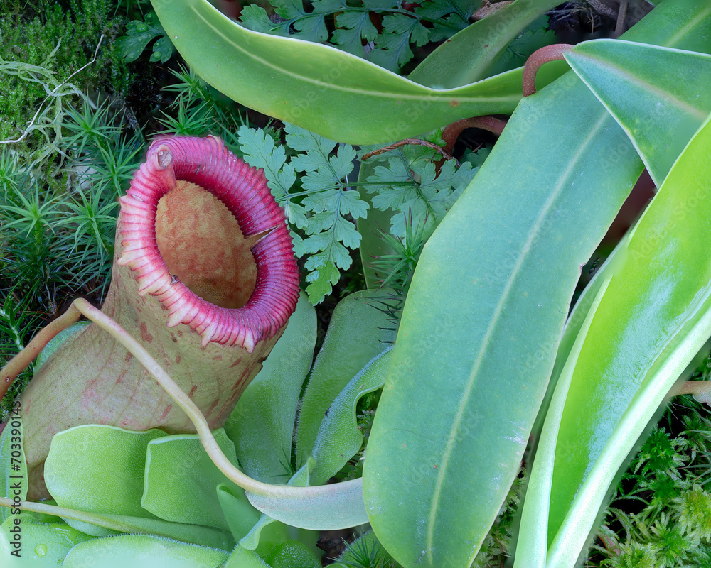 Carnivorous plant waiting to trap insects for its nutrients in Kew ...