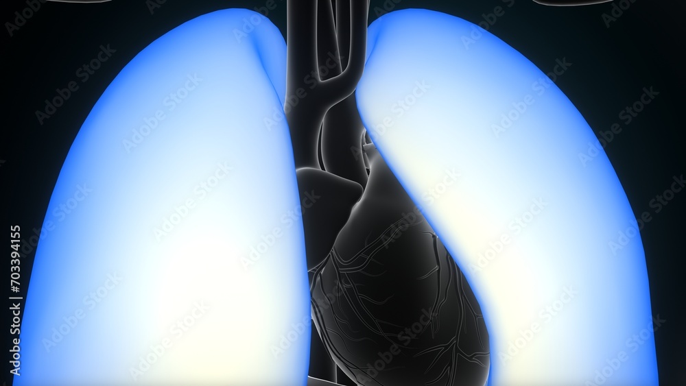 Human Heart ,large intestine Anatomy For Medical Concept 3D ...