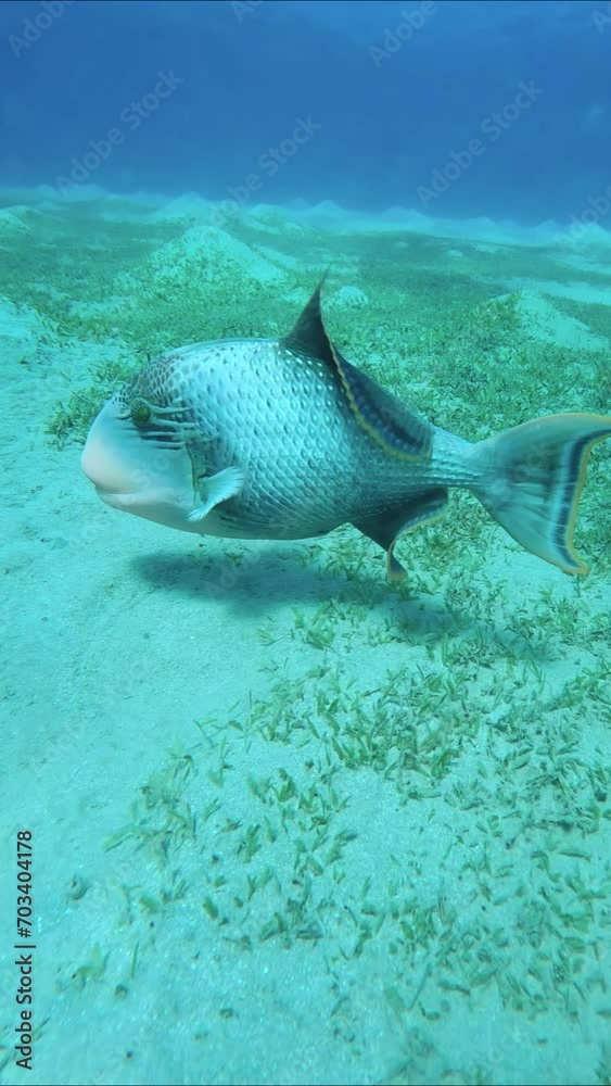 Trigger fish digging sand on the seabed, raising clouds of silt in ...