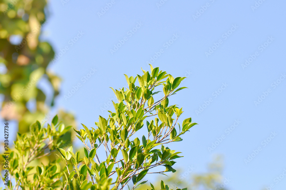 banyan tree or Ficus annulata or ficus bengalensis plant and sky Stock ...