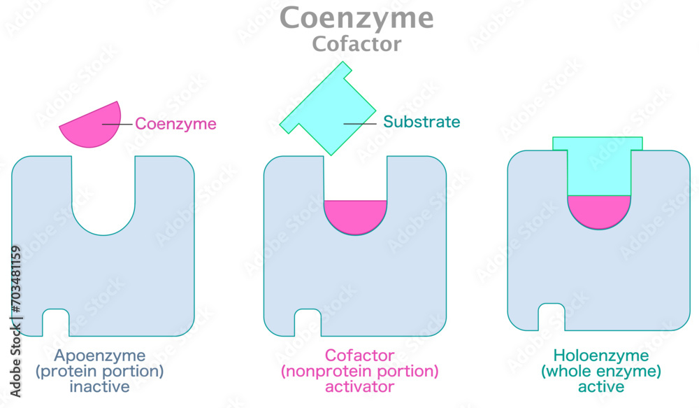 Coenzyme, cofactor. Holoenzyme active work. Enzyme, apoenzyme protein ...