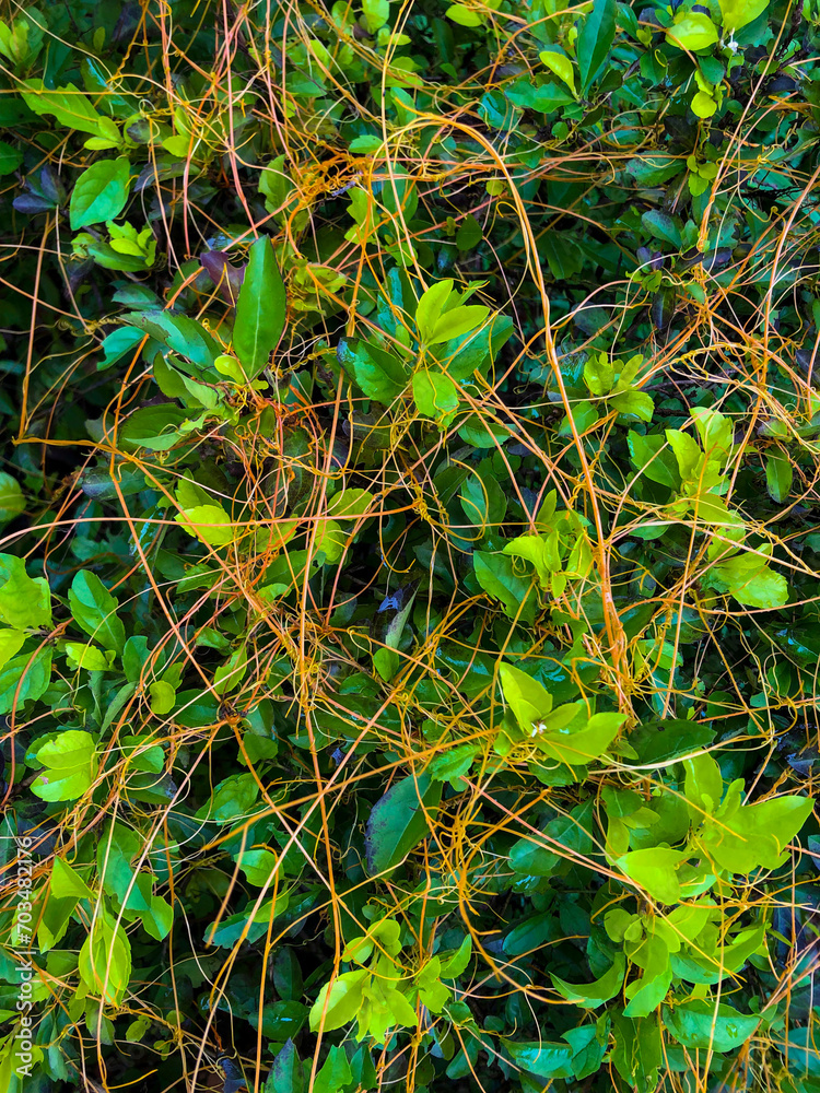 Yellow filaments like golden strands of egg yolk at the top of the ...