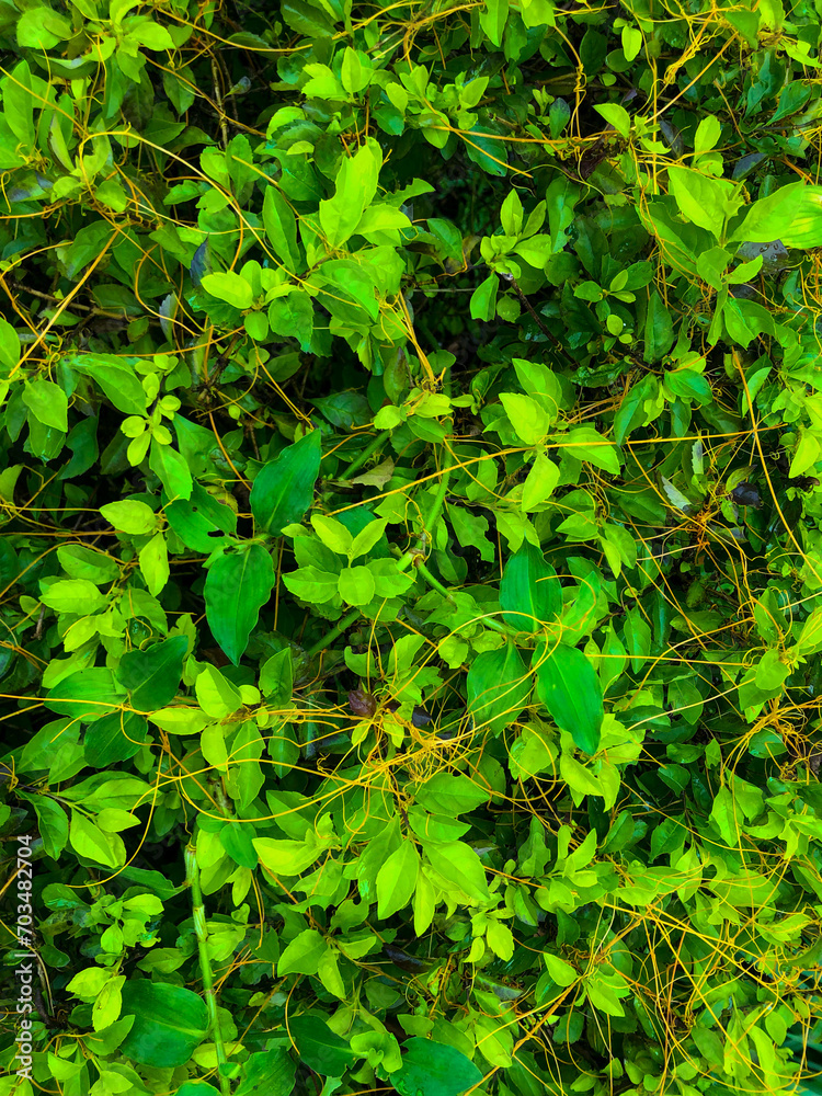 Yellow filaments like golden strands of egg yolk at the top of the ...