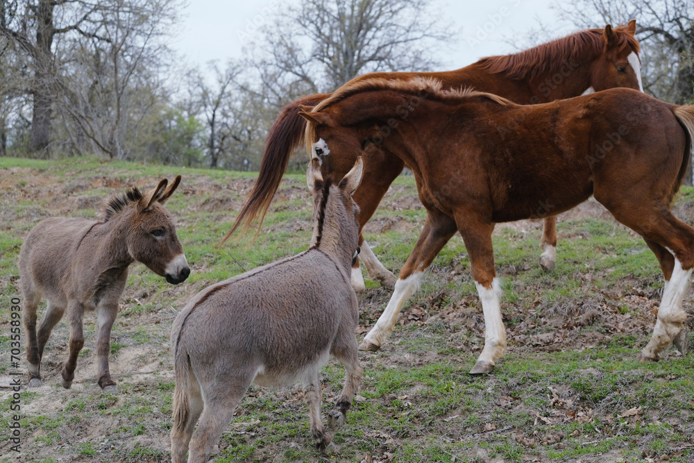 Playful mini donkeys with young horses in Texas farm field, equine ...