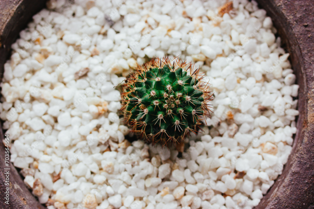 Green small round prickly cactus grows in a pot decorated with white ...