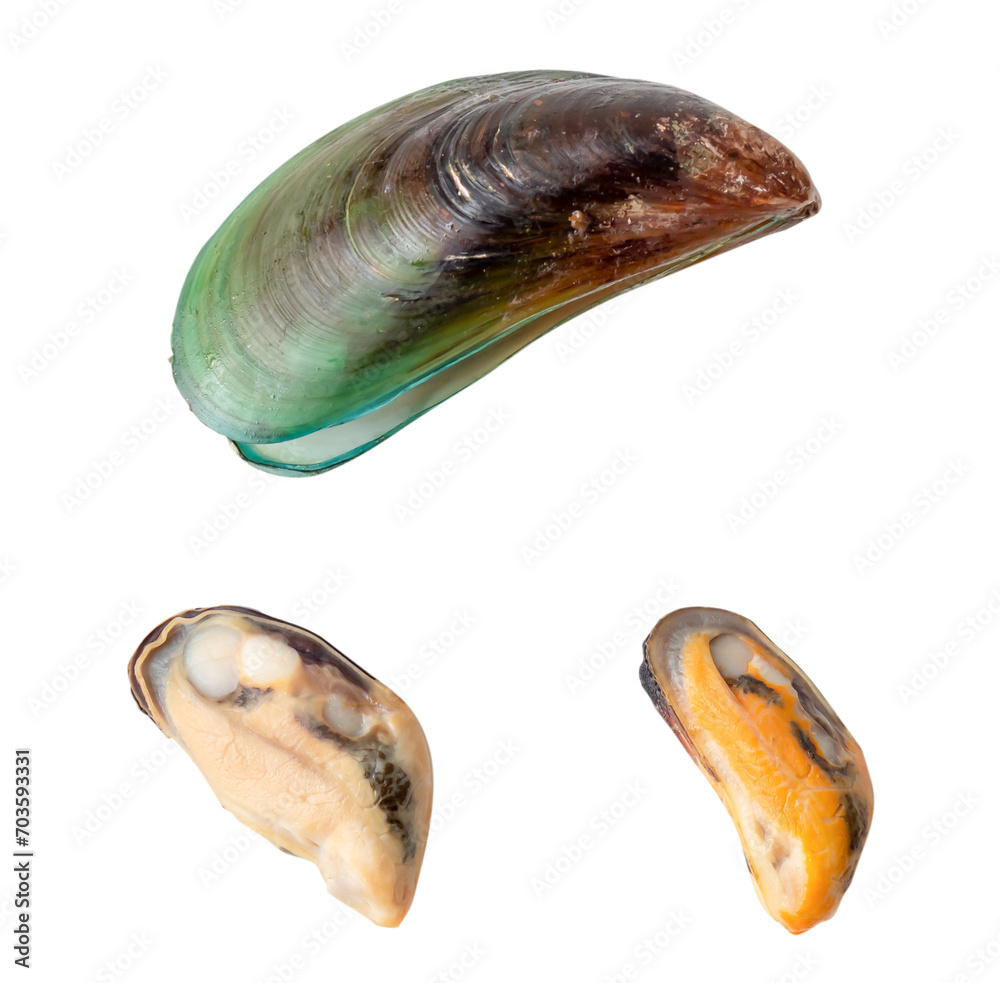 Top view of steamed or cooked food of fresh beautiful green mussels ...