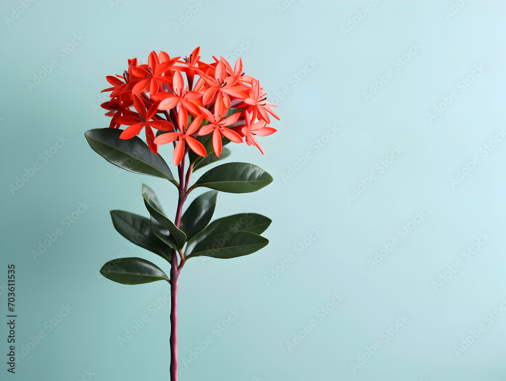 Ixora Coccinea flower in studio background, single Ixora Coccinea ...