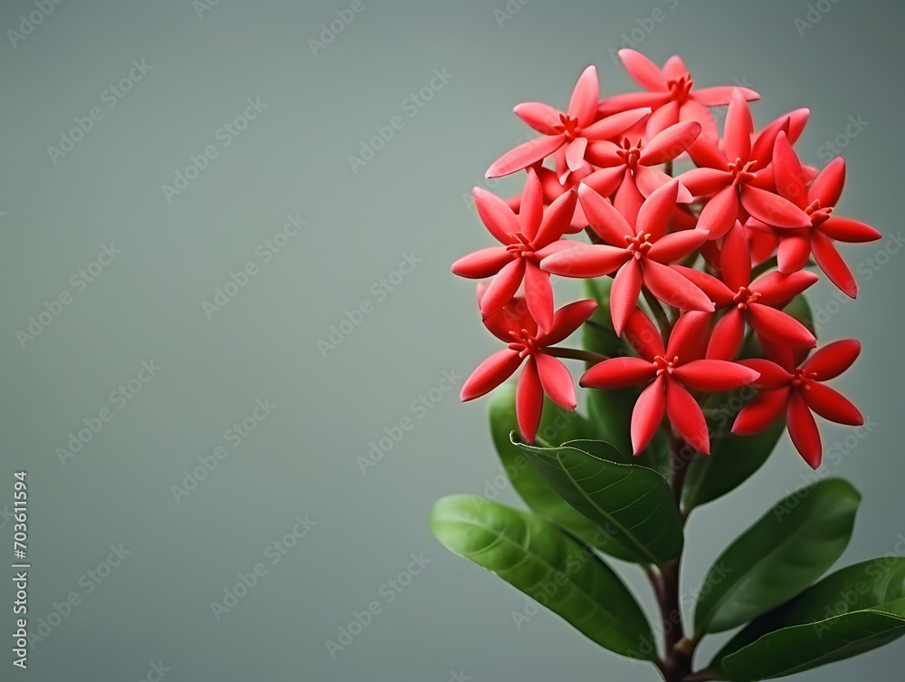 Ixora Coccinea flower in studio background, single Ixora Coccinea ...