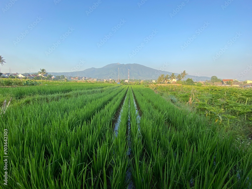 Indonesian Green rice field scenery in a village with mountain ...