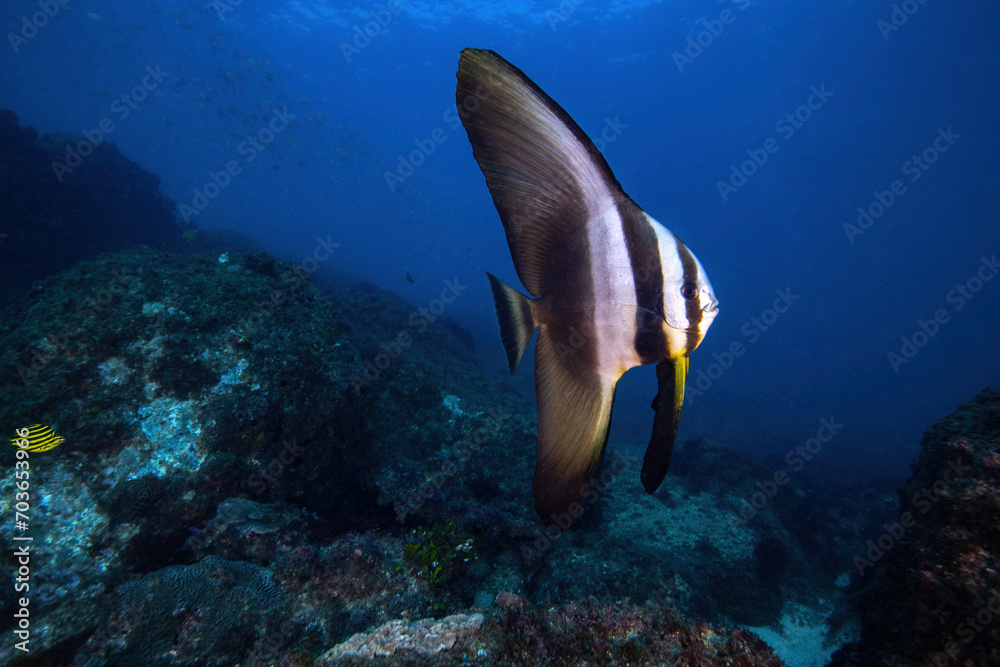 Teira batfish swimming in crystal-clear water at teh reef Stock Photo ...