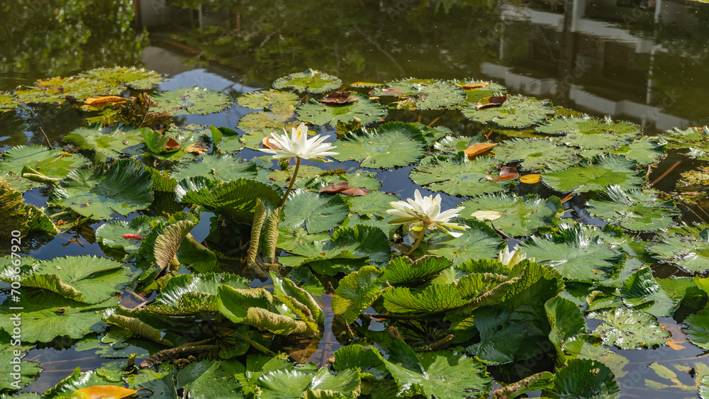 Water lilies bloom in a tropical pond. Green leaves float on the ...