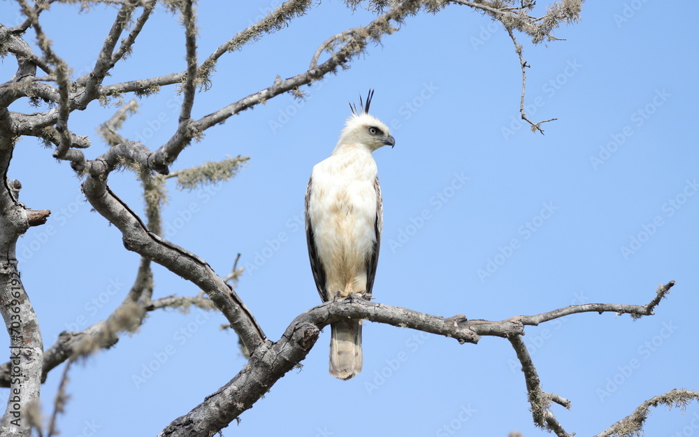 The changeable hawk-eagle (Nisaetus cirrhatus) or crested hawk-eagle is ...