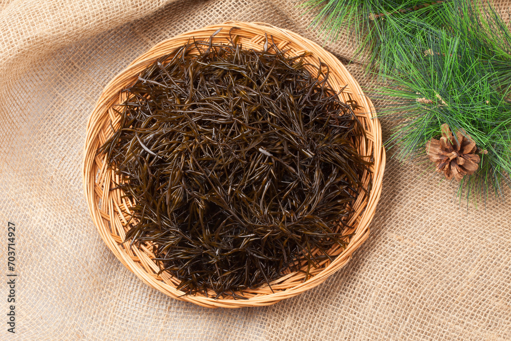 Seaweed of the brown algae Mojabanidae. The body is supported by ...