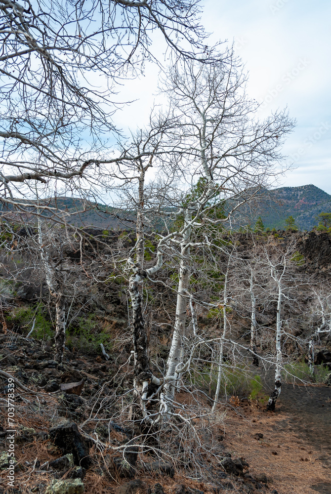 Deciduous trees and coniferous pine trees growing on volcanic pumice ...