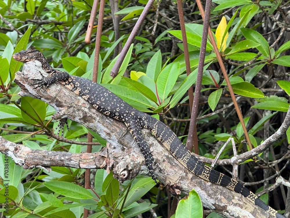 Monitor lizard lying on tree branch spotted during Madu river boat ...