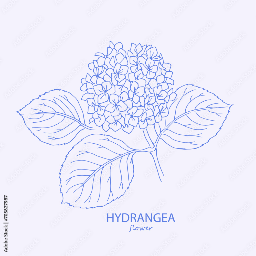Line art illustration of hydrangea. Logo. Trendy botanical elements ...
