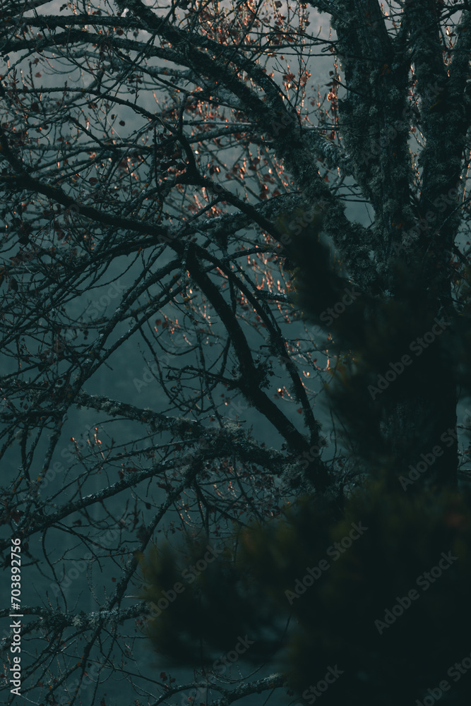 Dark tree branches in the dark forest with background fog. Photos ...