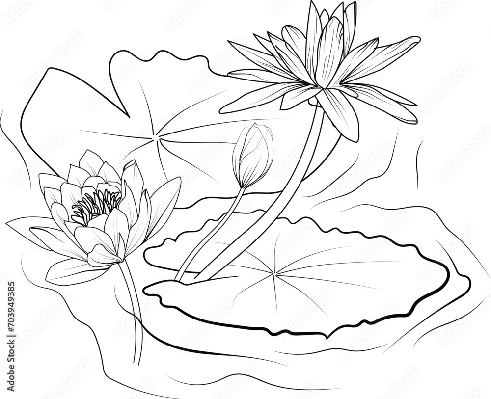 lily pad water lily drawing, simple lily pad drawing, simple easy water ...