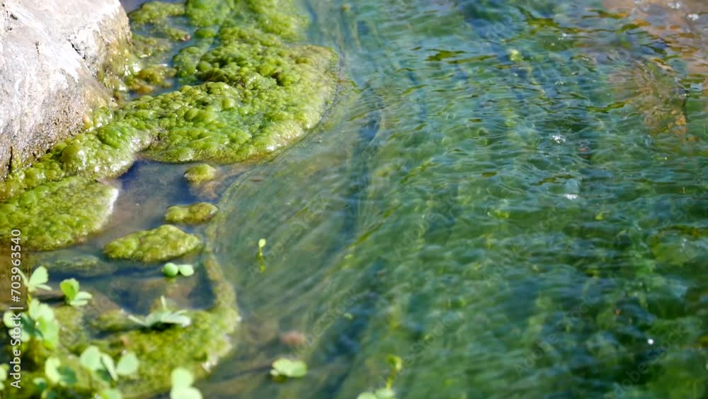 river stream and green algae, green moss on the stone, clear sea water ...