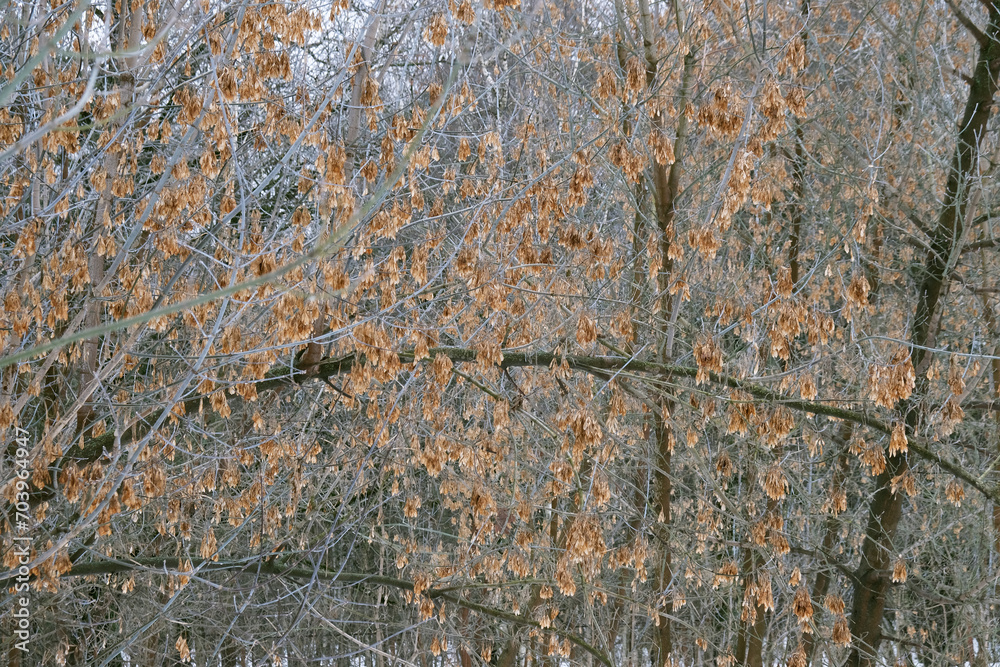 Ash maple. Trees of temperate continental climate. Trees among cold ...