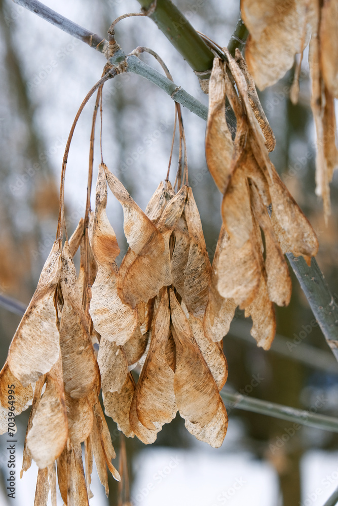 Ash maple. Parts of a tree in winter close-up. Trees of temperate ...