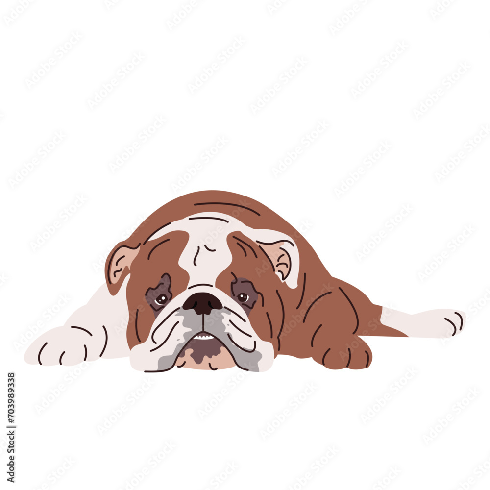 Portrait of English bulldog with wrinkled face. Serious British ...