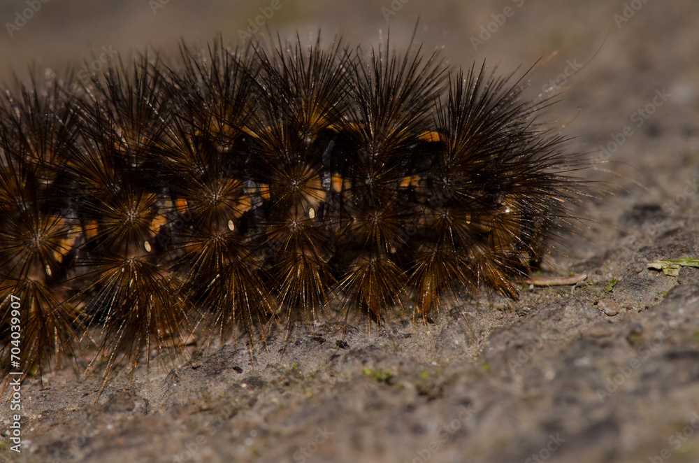 Detail of the caterpillar of the moth Canararctia rufescens gomerensis ...