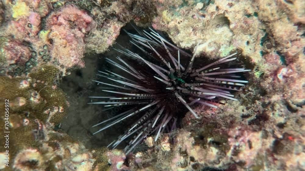 Black sea urchin lies underwater on stones. Sea urchin Echinothrix ...
