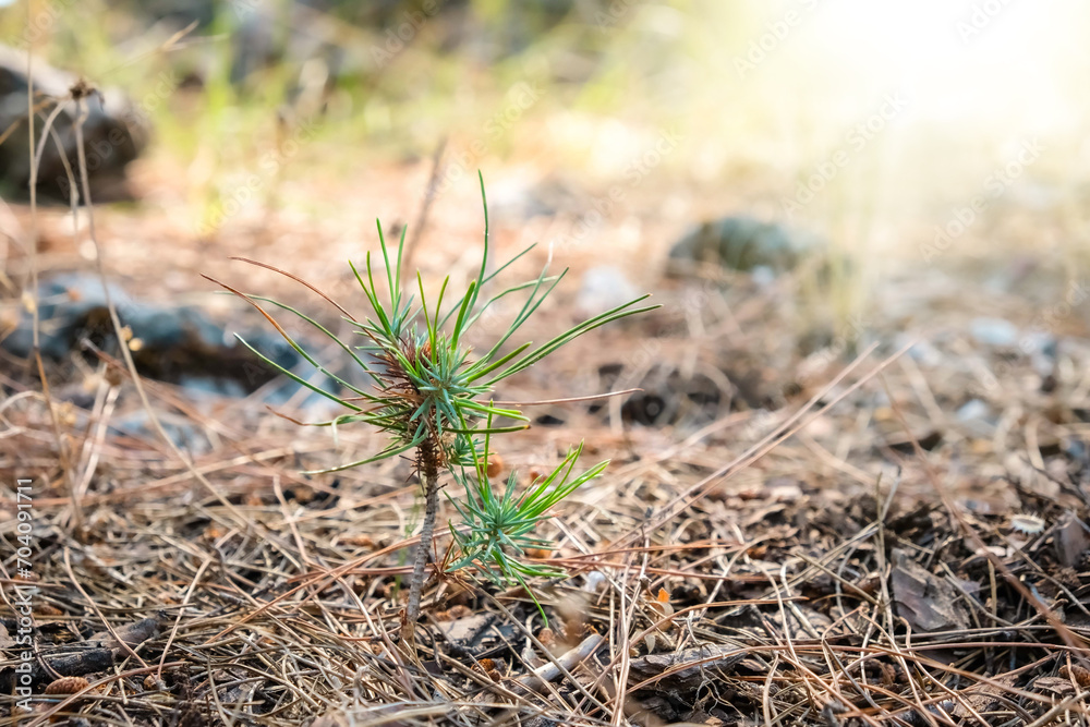 Afforestation and regrow forests. New growth of a small pine sapling ...