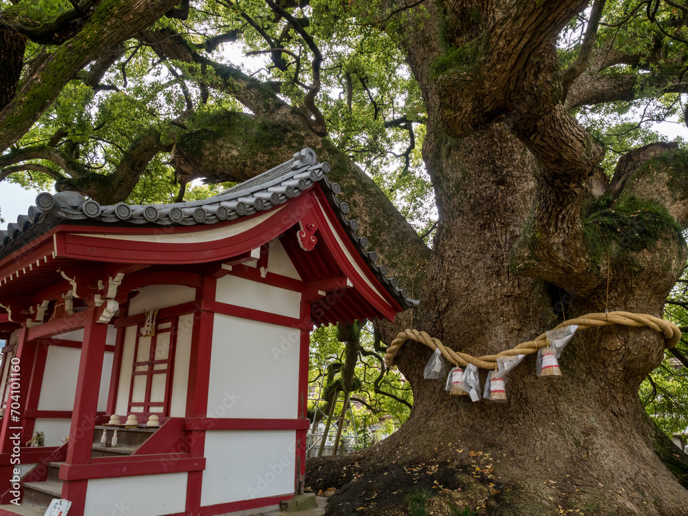 Zentsuji, Kagawa prefecture, Japan - April 4, 2018: Old growth sacred ...