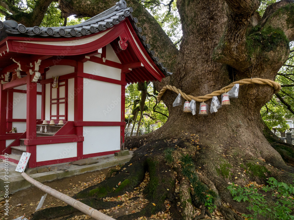 Zentsuji, Kagawa prefecture, Japan - April 4, 2018: Old growth sacred ...