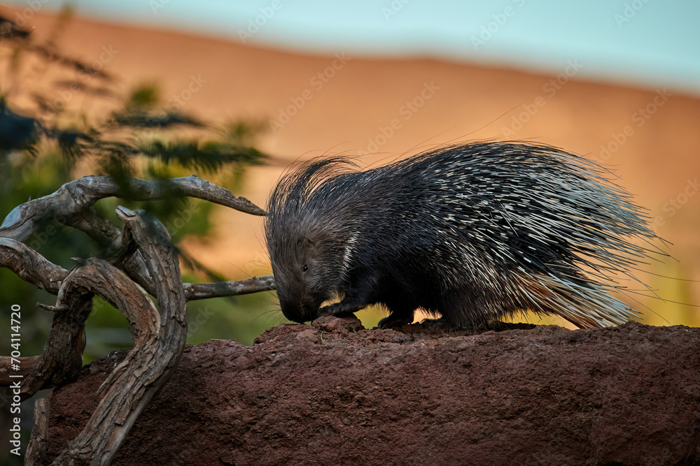 North African wildlife: North African Crested Porcupine, Hystrix ...