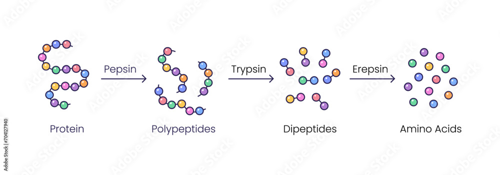 Vector illustration of protein digestion. Pepsin, trypsin and erepsin ...