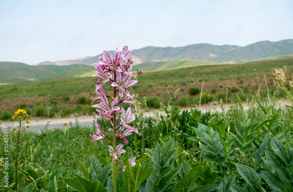 White ash tree (lat. Dictamnus albus) is a species of perennial ...