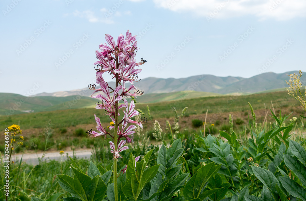 White ash tree (lat. Dictamnus albus) is a species of perennial ...