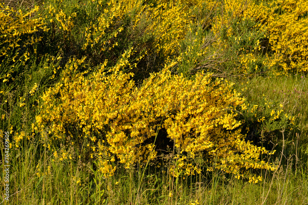Cytisus scoparius common broom shrub with yellow flowers selective ...