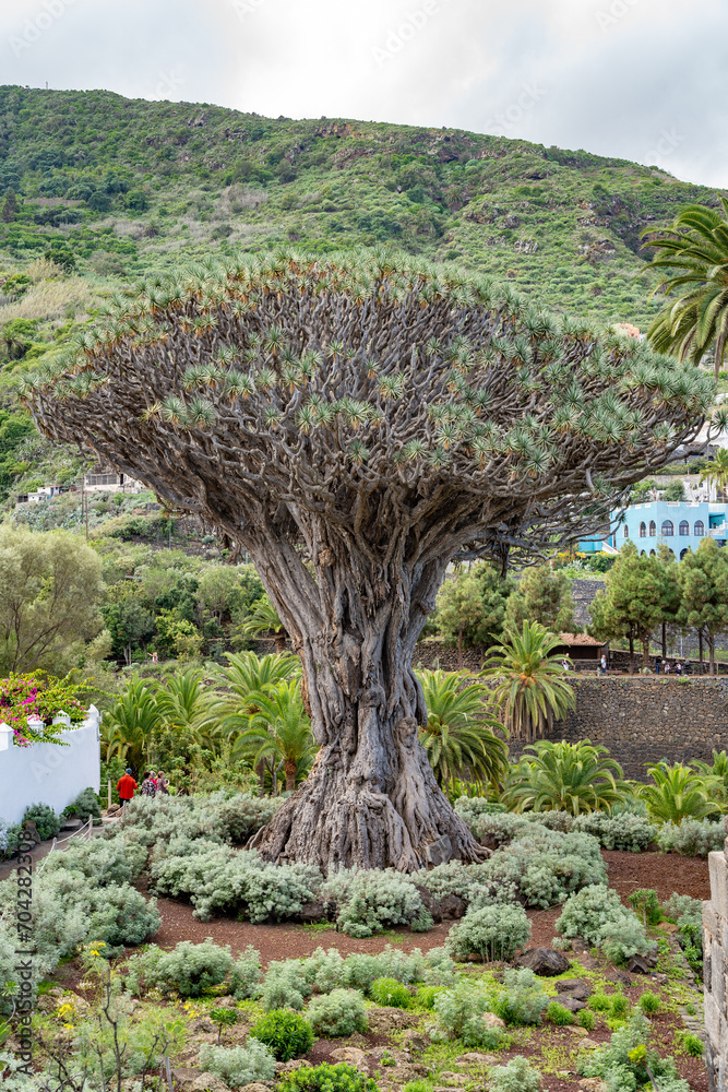 El Drago or Drago Milenario, Drago de Icod de los Vinos (Dracaena draco ...