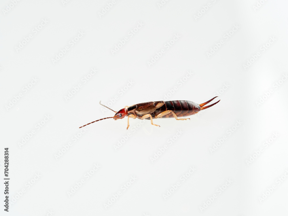 Earwigs on a white background. It is a small insects distinguished from ...