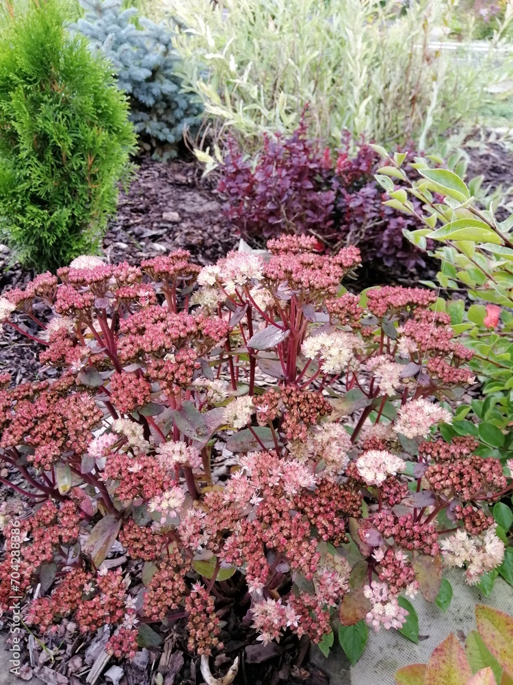 flower bed with sedum hybrid Purple Emperor on a background of burgundy ...