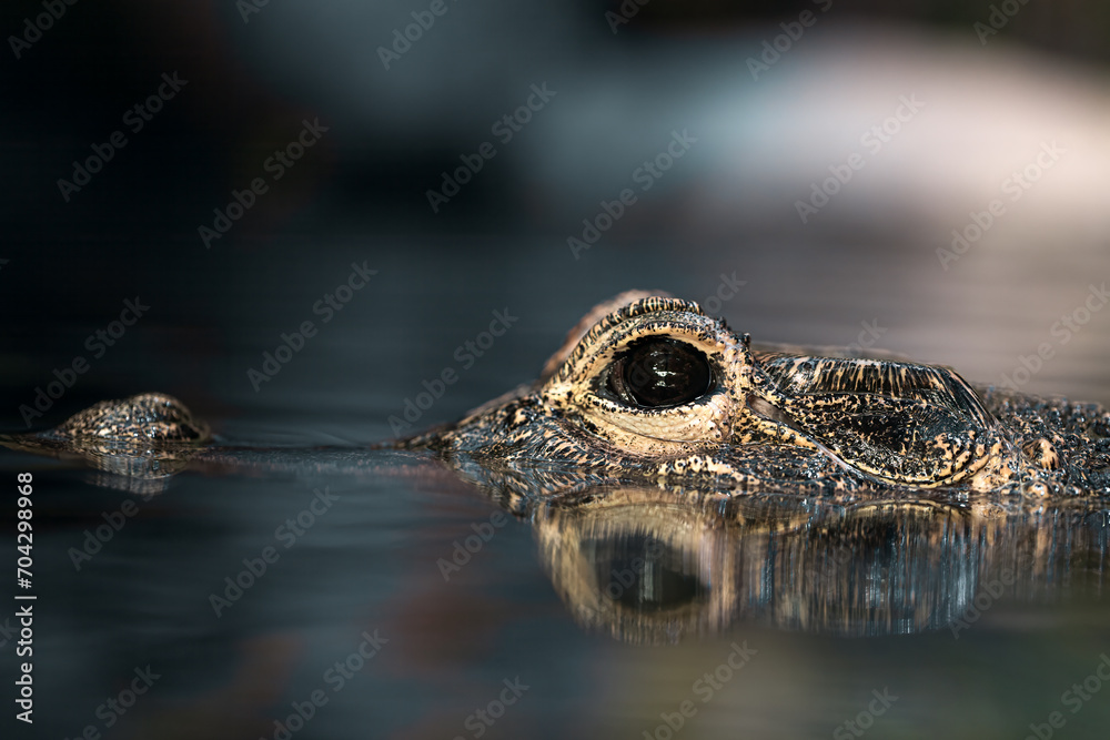 Captivating close-up of an alligator's eye and part of its head in calm ...