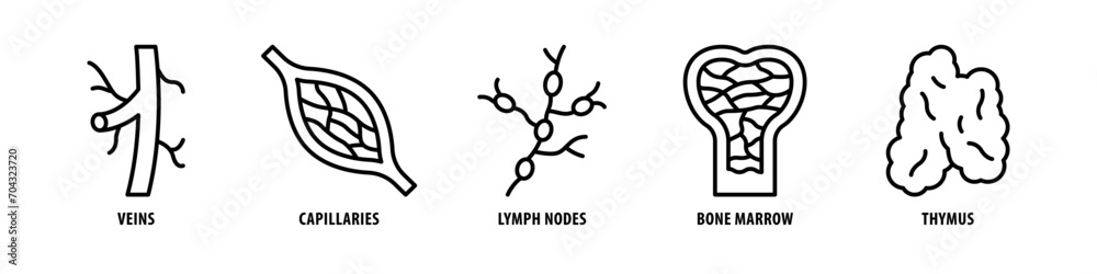 Thymus, Bone marrow, Lymph nodes, Capillaries, Veins editable stroke ...
