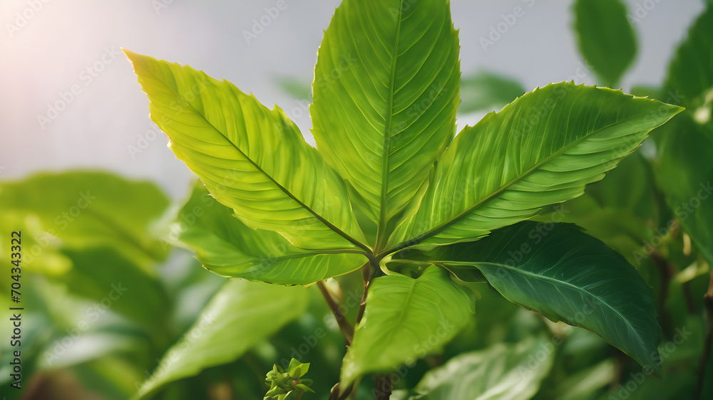 Bryophyllum plant leaves, medicine plant images, Fresh Bryophyllum ...