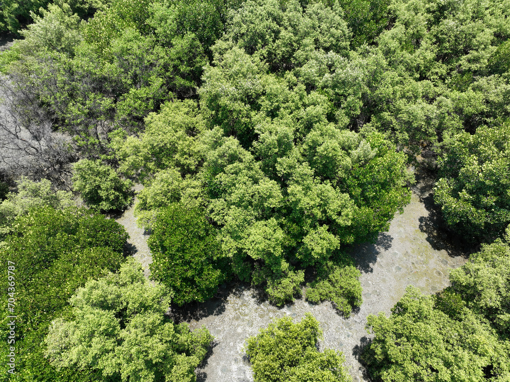 Green mangrove forest with morning sunlight. Mangrove ecosystem ...