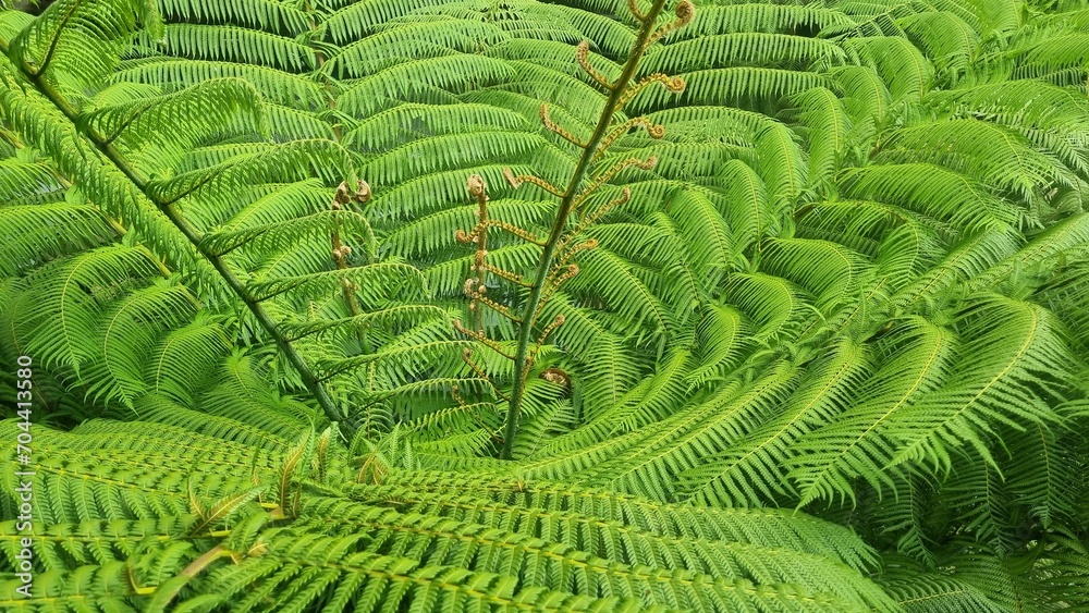 Common tree fern (Cyathea dregei) leaves in a grass field. Close up ...