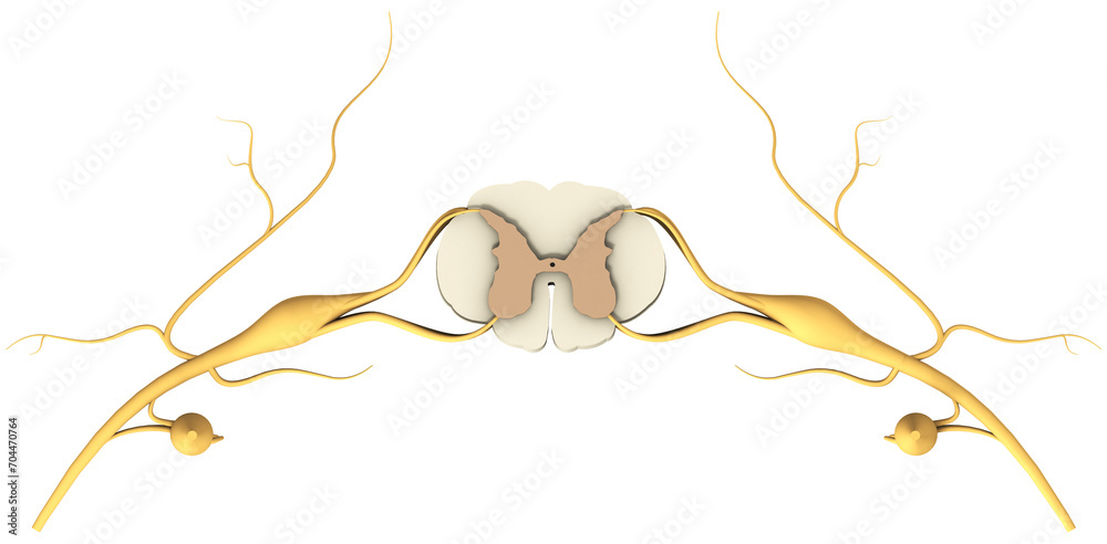 Model of a segment of the spinal cord with nerves and a vertebra. 3D ...