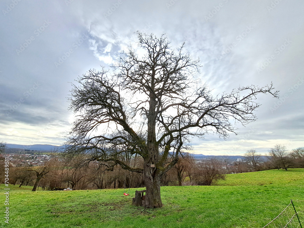 Einzelner Baum im Winter streckt seine kahlen Äste in den grauen Himmel ...