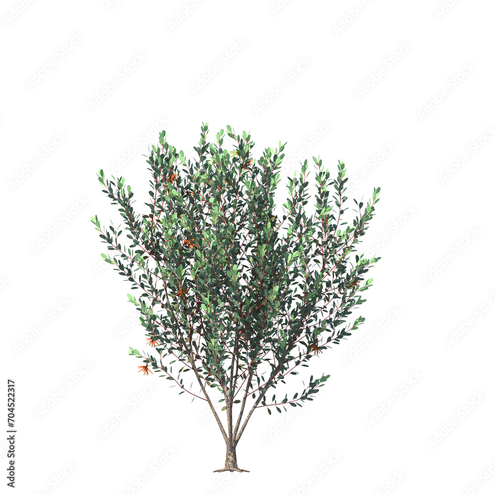 eucalyptus lehmannii, bushy yate, evergreen, small tree, bush, tree ...