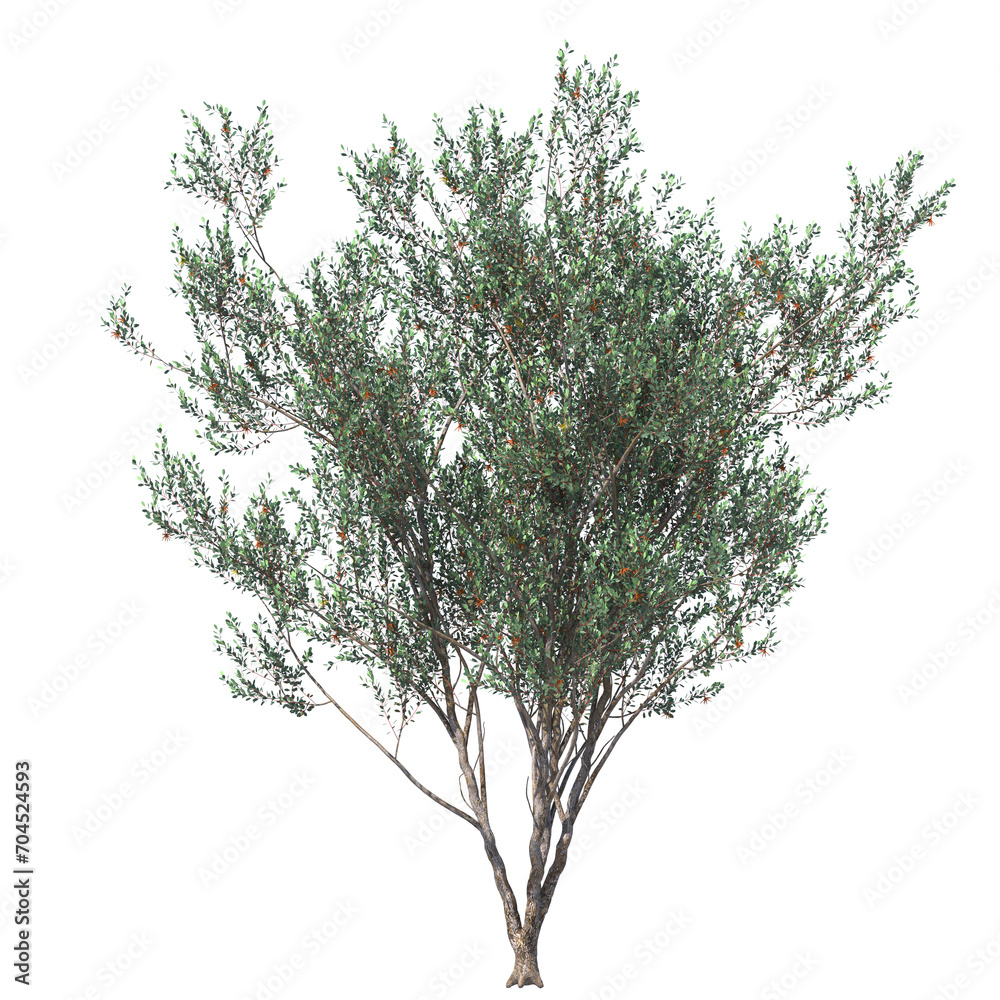 eucalyptus lehmannii, bushy yate, evergreen, small tree, bush, tree ...