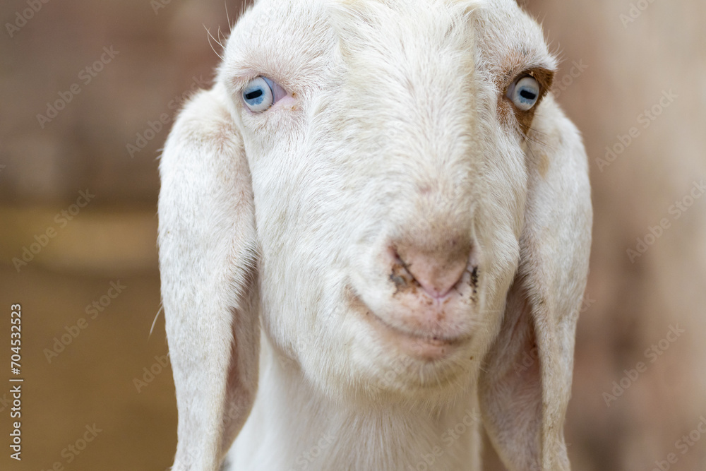 The Beetal goat is a breed from the Punjab region of India and Pakistan ...